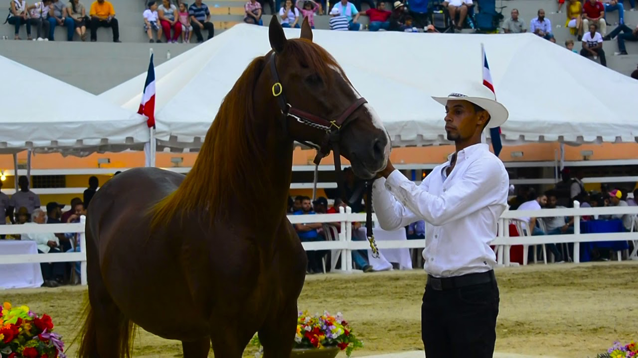 Declaran 'caballo de paso higüeyano' como raza nacional | Informe56